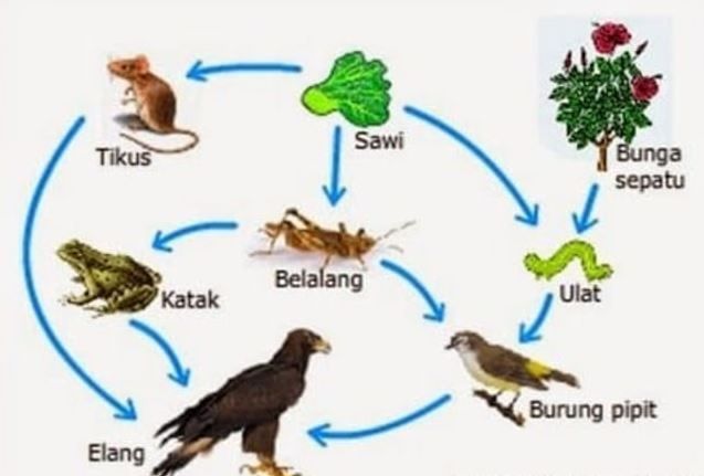 Perhatikan gambar jejaring makanan berikut! S...