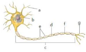 Perhatikan gambar di bawah ini! Berdasarkan ...