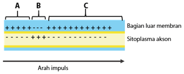 Perhatikan gambar di bawah ini! Fase yang me...