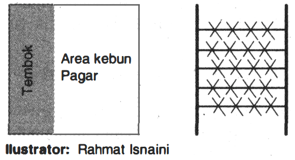 Sebidang kebun akan dibatasi oleh pagar meng­gunak...