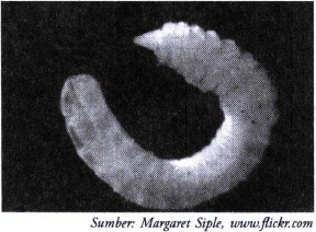 Perhatikan gambar berikut. Cacing pada gamba...