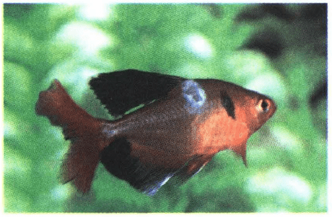 Perhatikan gambar berikut. Jelaskan ciri-cir...