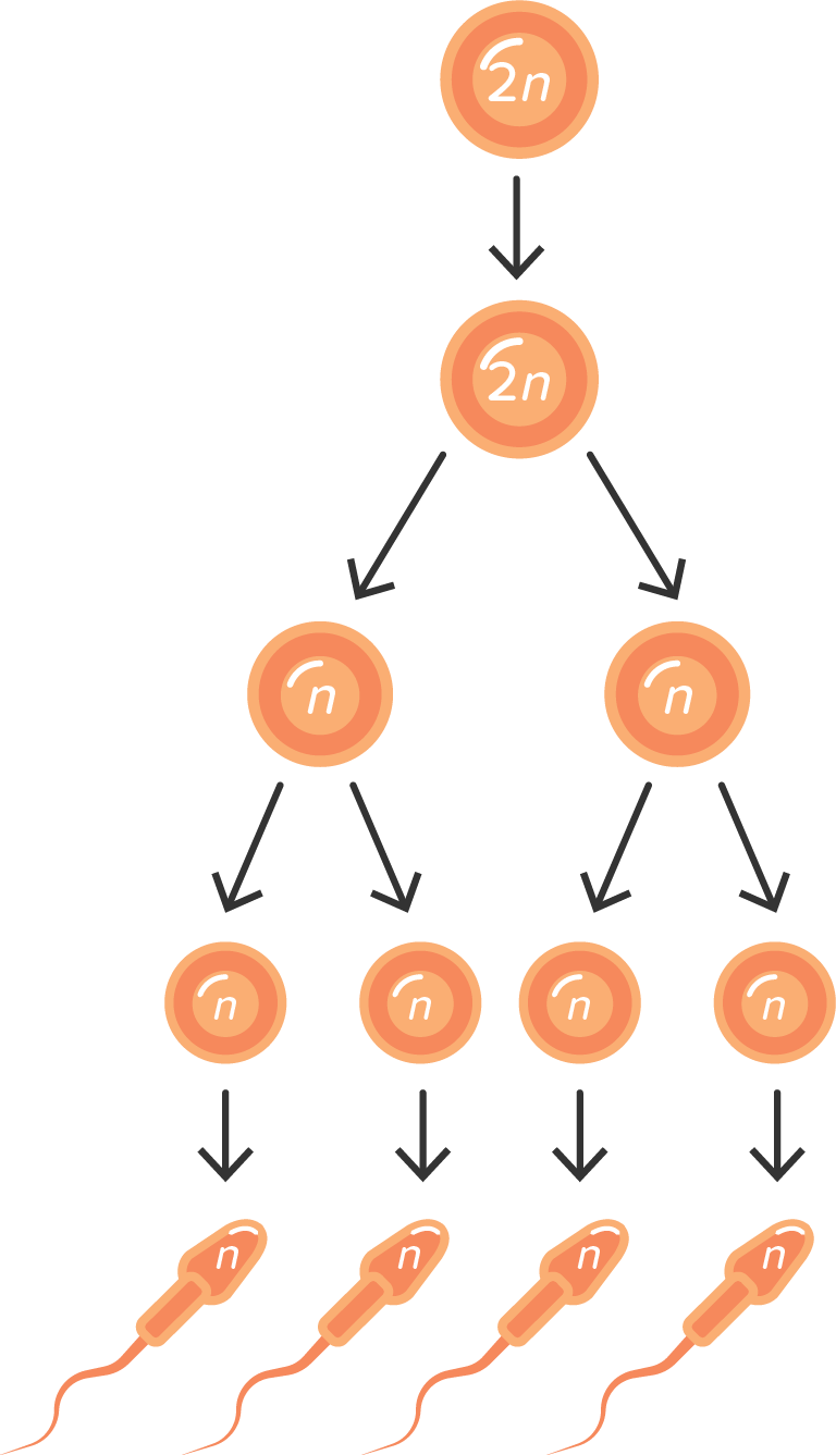 Gametogenesis meliputi spermatogenesis dan oogenes...
