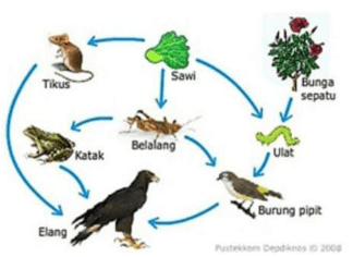 Perhatikan gambar di bawah ini. Organisme-or...