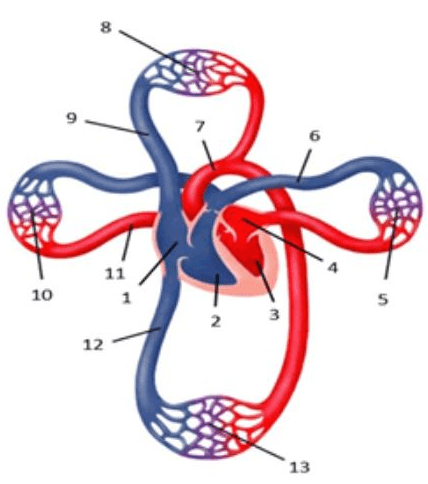 Perhatikan gambar berikut! Sistem peredaran ...