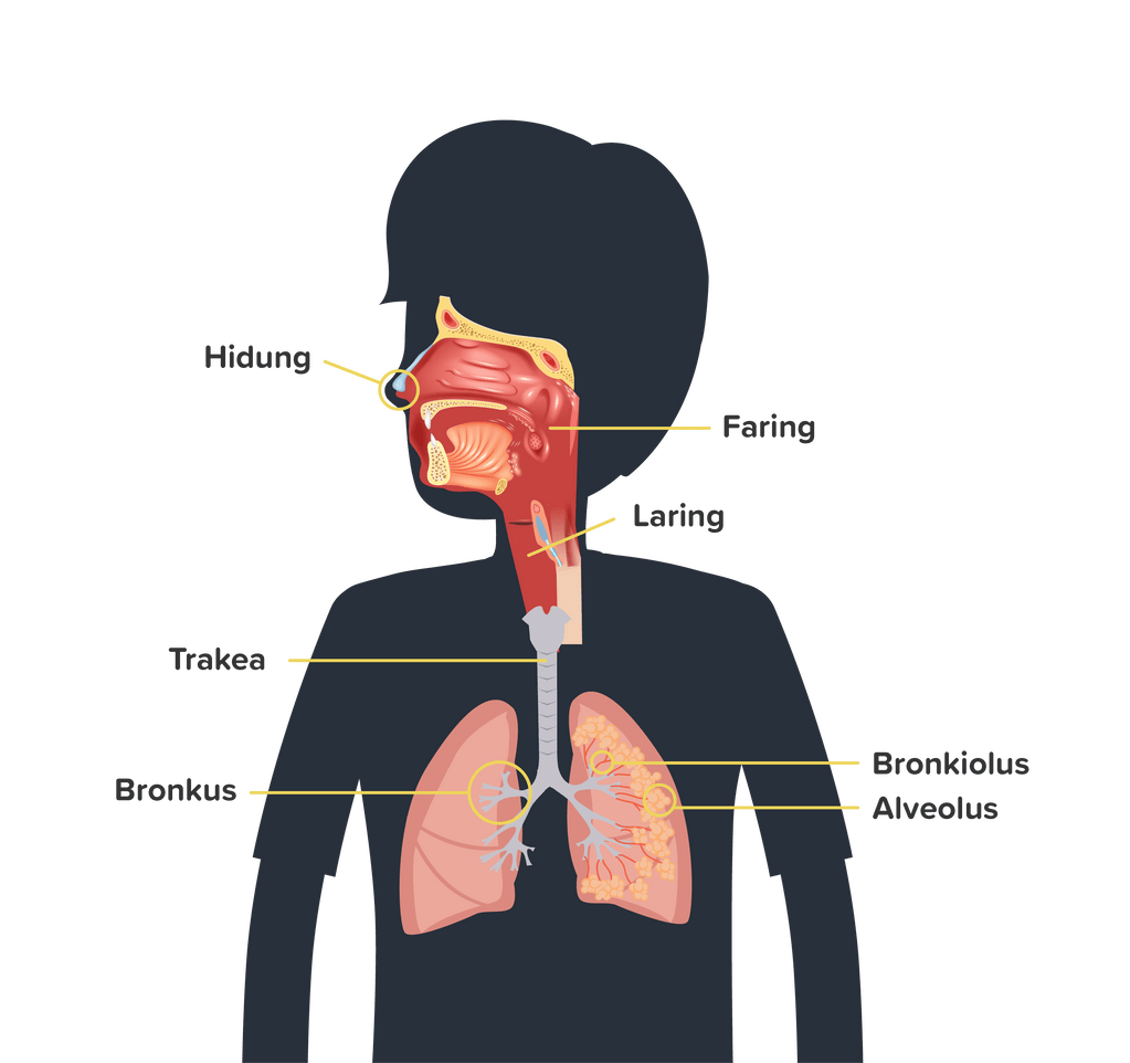 Gambarlah sistem pernapasan pada manusia dilengkap...