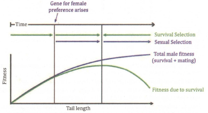 Terdapat beberapa penjelasan mengenai seleksi seks...