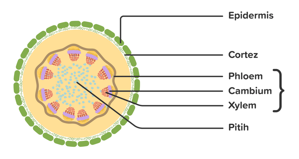 Seorang siswa melakukan pengamatan terhadap sayata...
