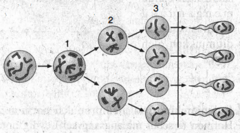 Skema spermatogenesis sebagai berikut. P...